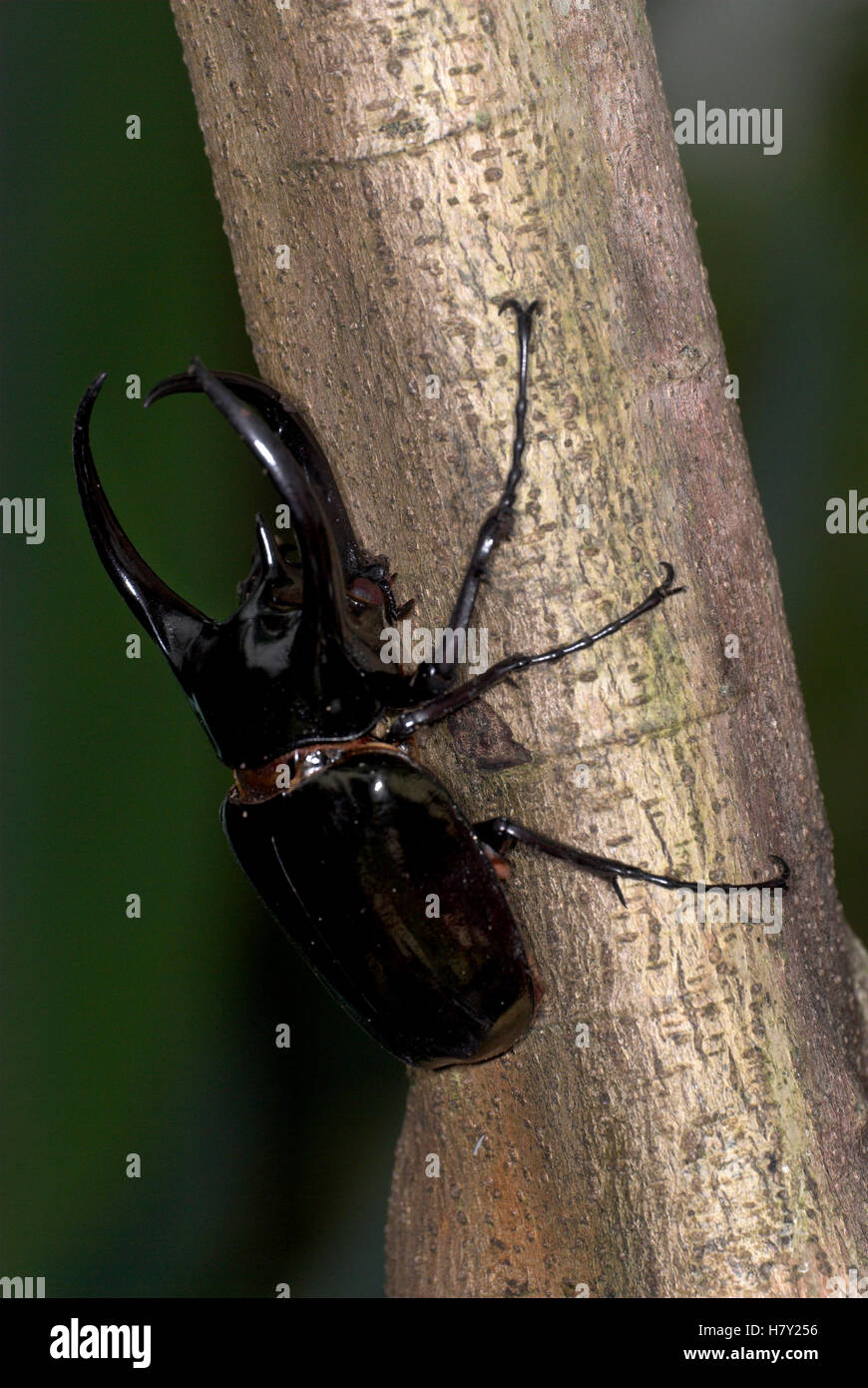 Rhino Beetle Chalcosoma caucasus Atlas Beetle Scarab large Stock Photo ...
