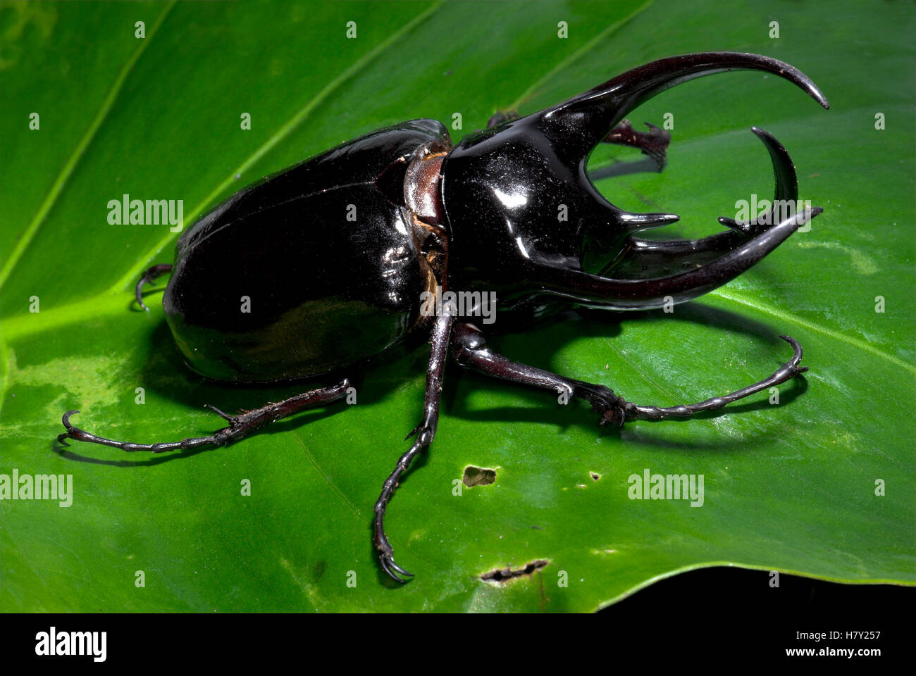 Rhino Beetle Chalcosoma caucasus Atlas Beetle Scarab large Stock Photo ...