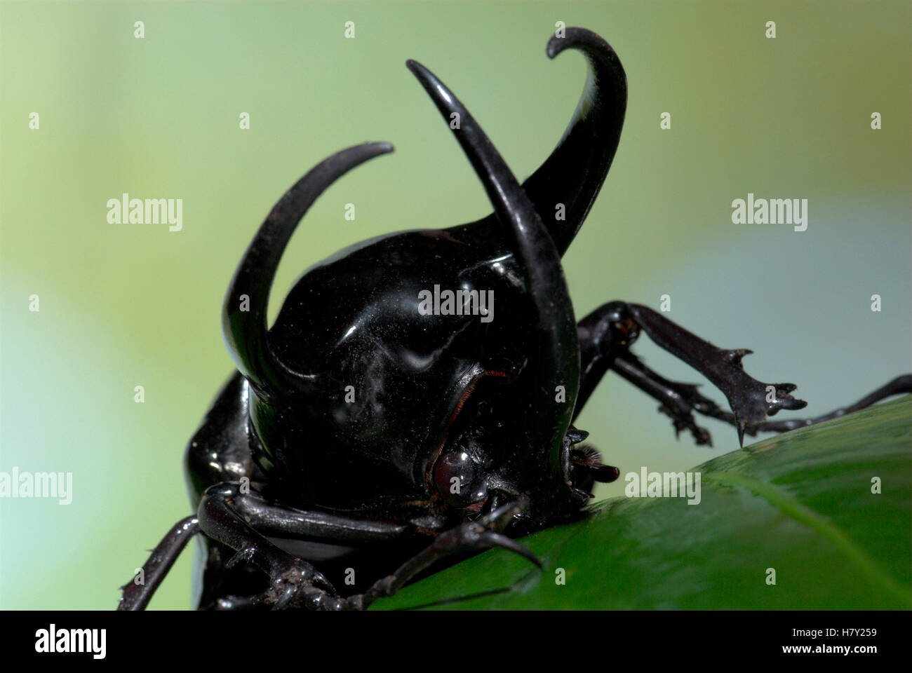 Rhino Beetle Chalcosoma caucasus Atlas Beetle Scarab large Stock Photo ...