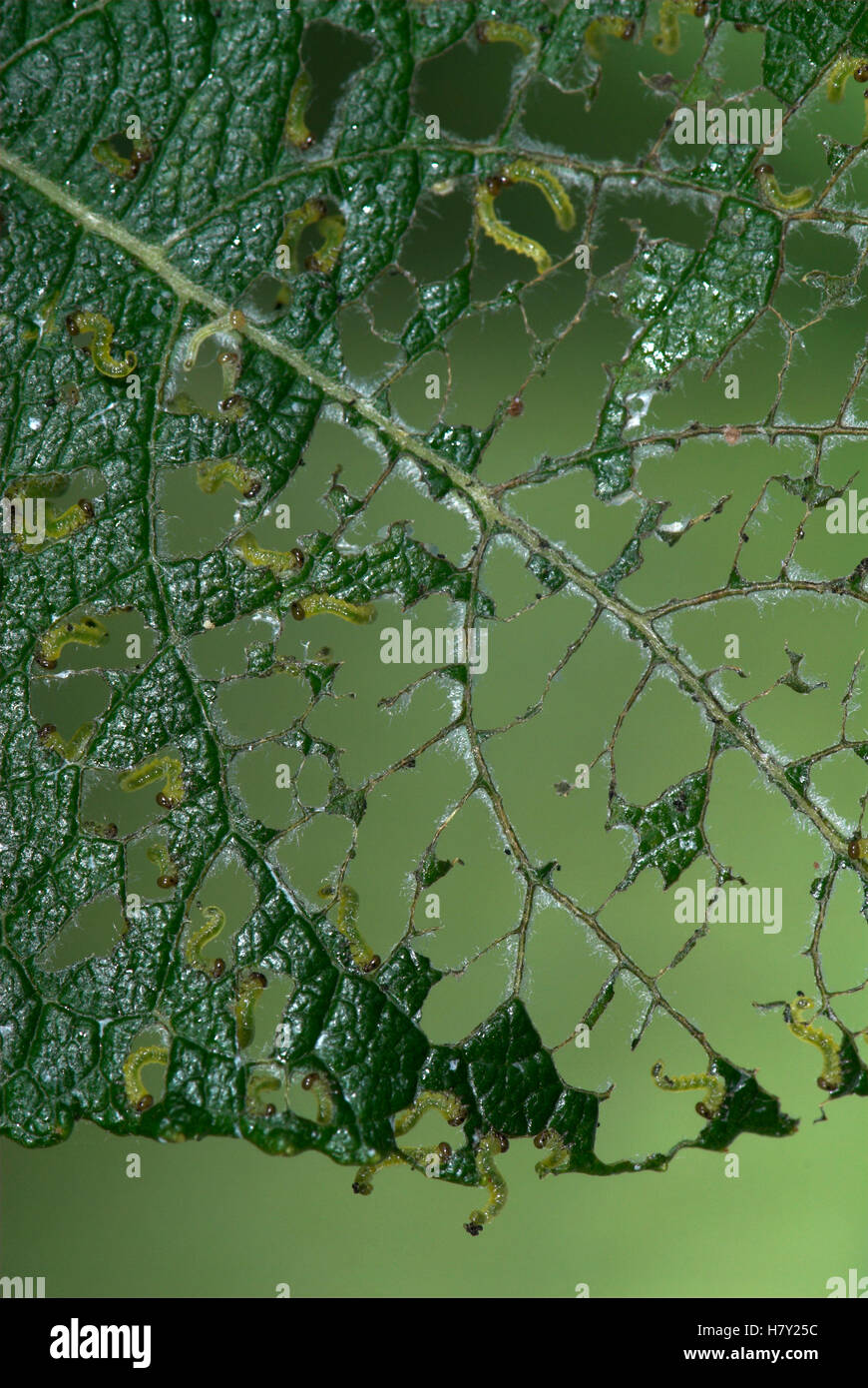 Sawfly Symphyta sp. larvae or caterpillars feeding on Stock Photo - Alamy