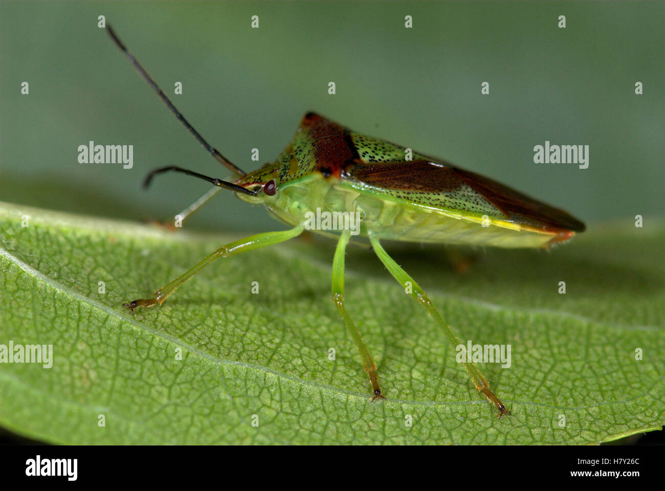 Hawthorn Shield Bug Acanthosoma haemorrhoidale on leaf Stock Photo - Alamy