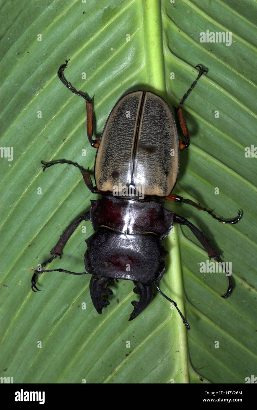 Giant Yellow Stag Beetle Odontolabis femoralis large jaws Stock Photo ...