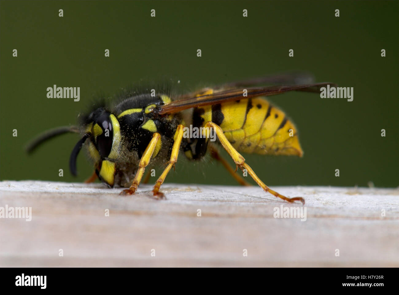 German or European wasp Vespula germanica on fence Stock Photo - Alamy