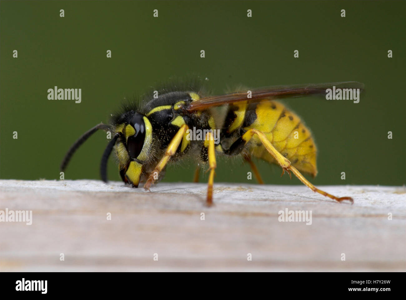 German or European wasp Vespula germanica on fence Stock Photo - Alamy