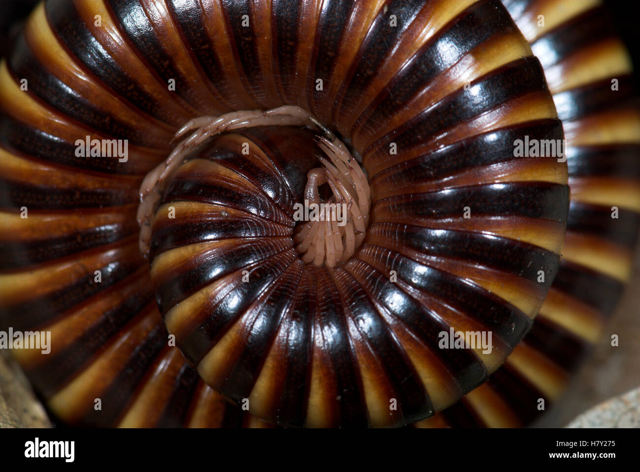 African Giant Millipede Archispirostreptus gigas curled up round Stock ...