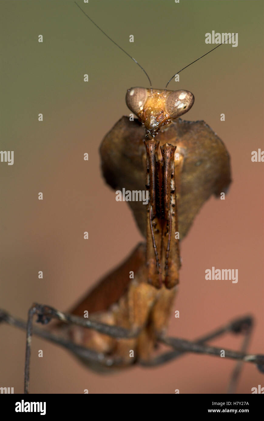Camouflaged dead leaf mantis hi-res stock photography and images - Alamy