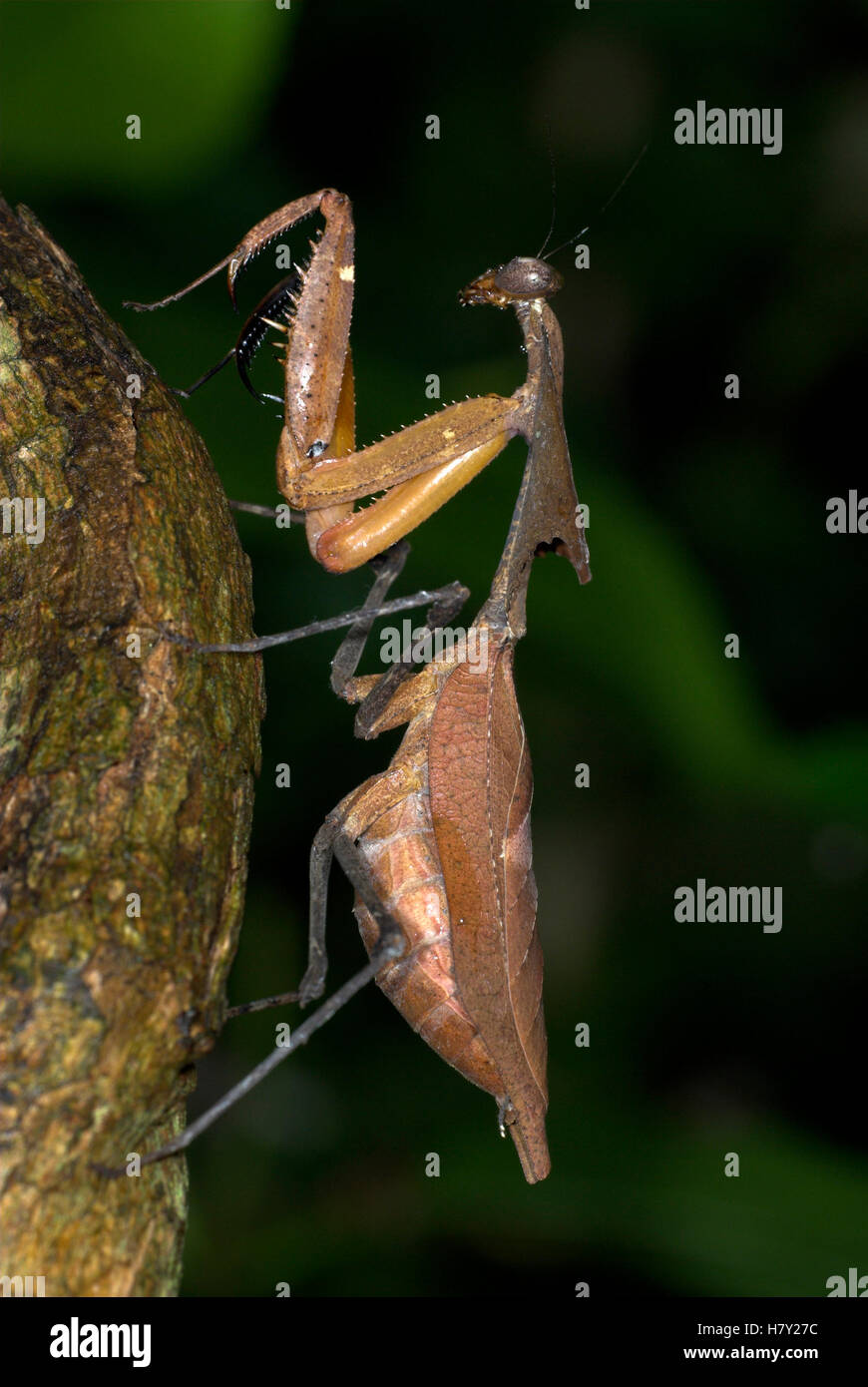 Camouflaged dead leaf mantis hi-res stock photography and images - Alamy