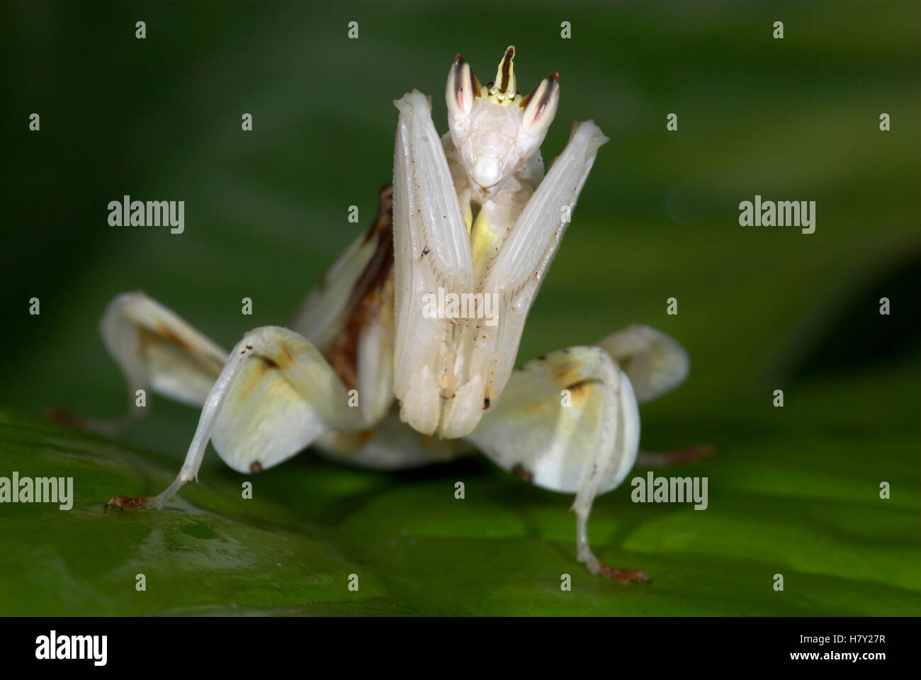 Orchid Mantis Hymenopus coronatus Malaysia white flower face Stock ...