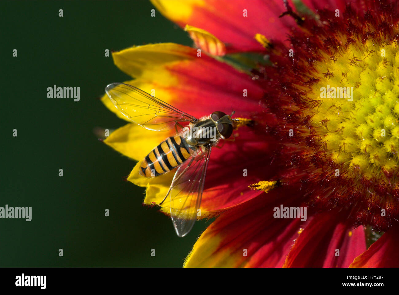 Hoverfly Episyrphus balteatus on flower yellow and red Stock Photo - Alamy