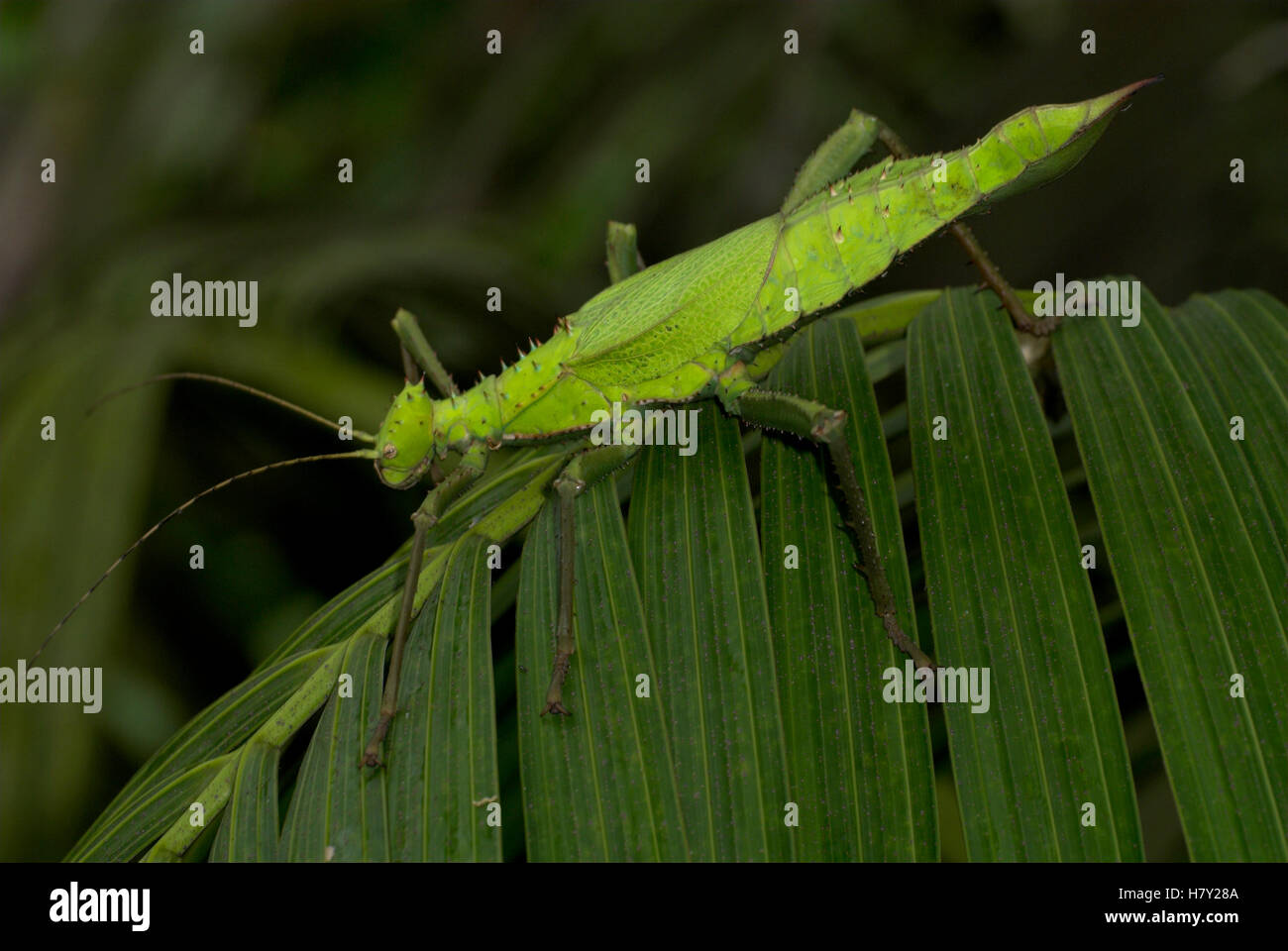 Green jungle nymph stick insect hi-res stock photography and images - Alamy