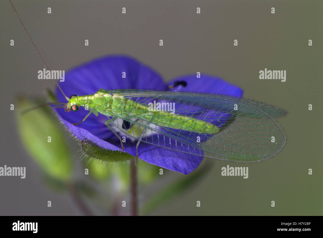 Green Lacewing Chrysopa carnea on violet flower garden Stock Photo - Alamy