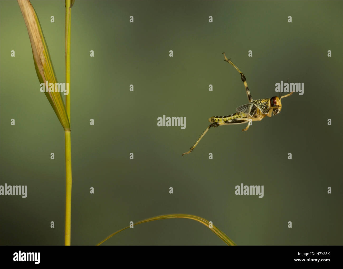 Desert locust hopper jumping hi-res stock photography and images - Alamy