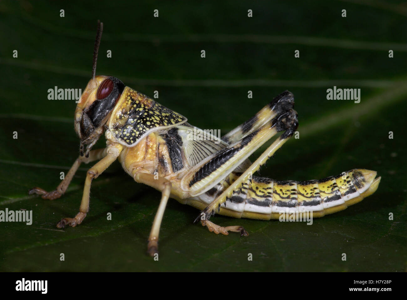 Desert locust hopper hi-res stock photography and images - Alamy