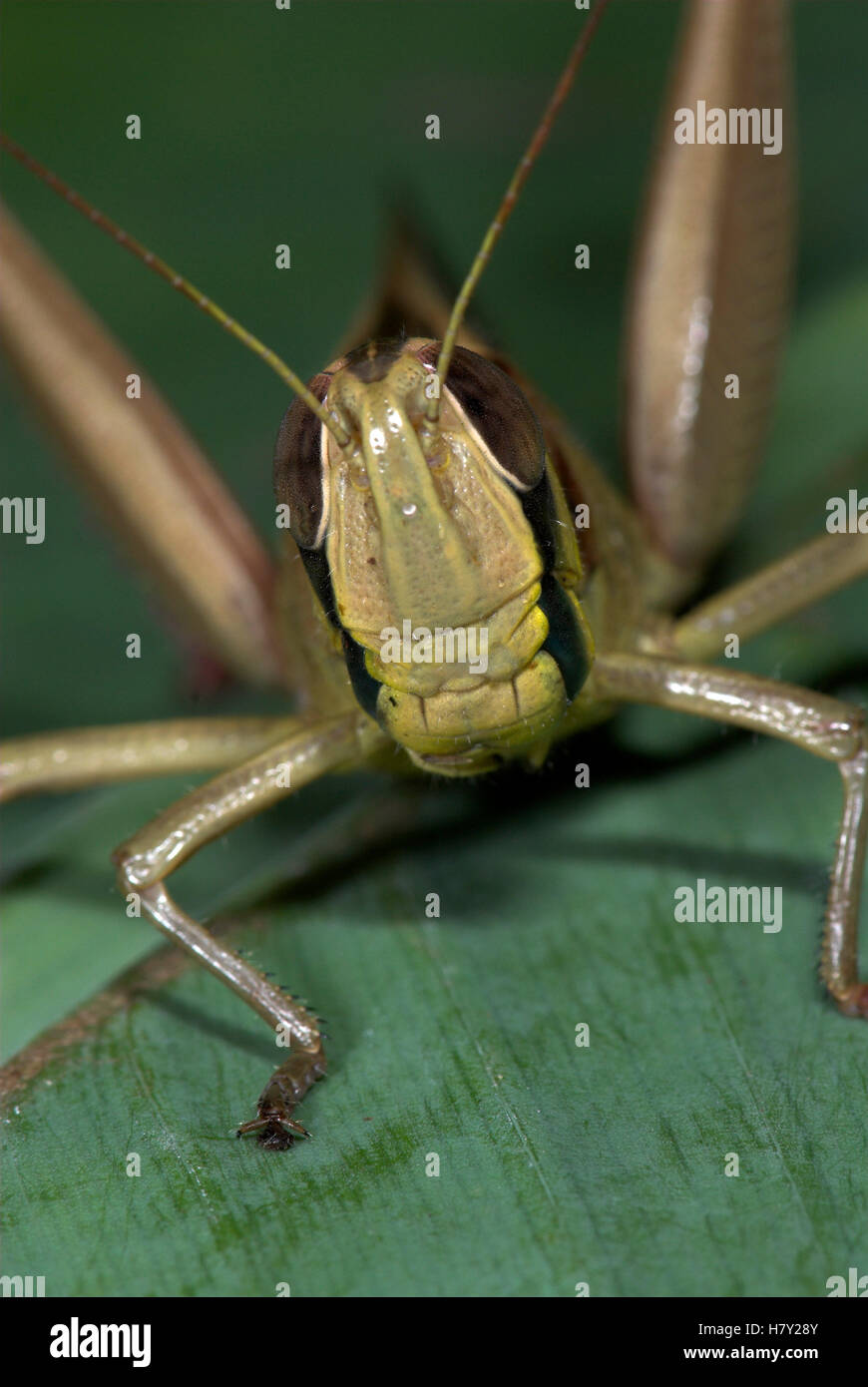 Jungle Grasshopper Orthoptera sp Thailand Close up of Stock Photo - Alamy