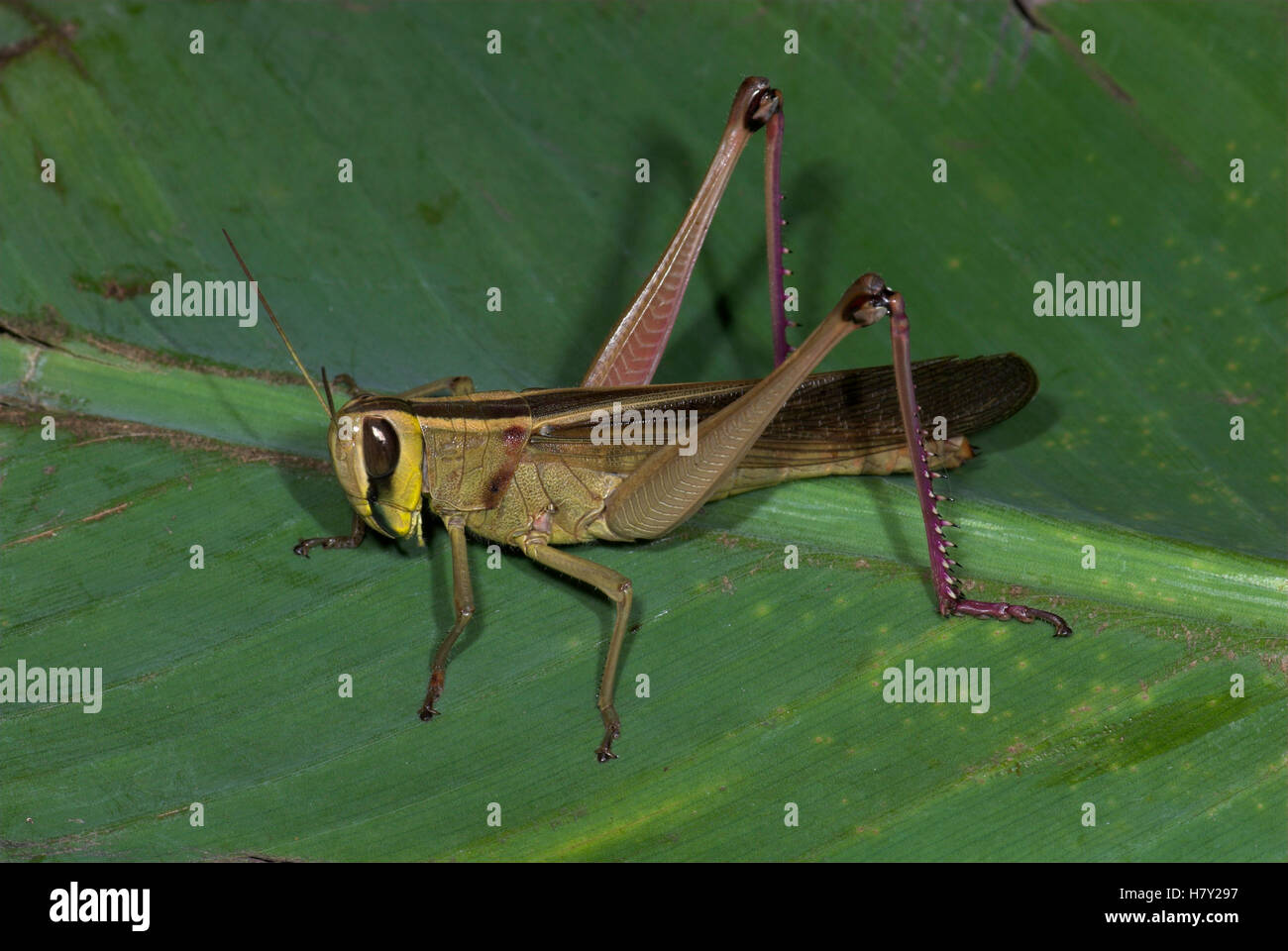 Jungle Grasshopper Orthoptera sp Thailand brown with dark Stock Photo ...