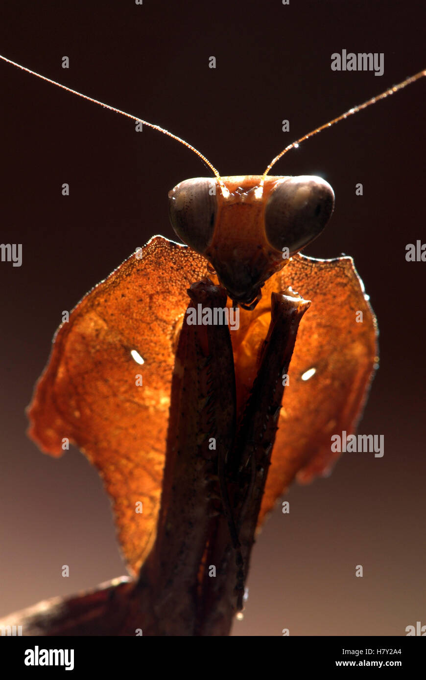 Dead Leaf Mantis Deroplatys lobata close up portrait Stock Photo - Alamy