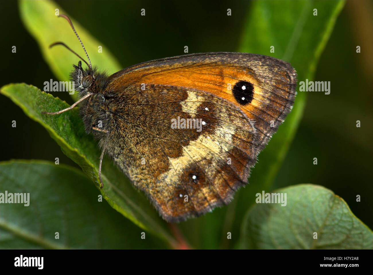 Gatekeeper Butterfly Pyronia tithonus resting on leaf in Stock Photo ...