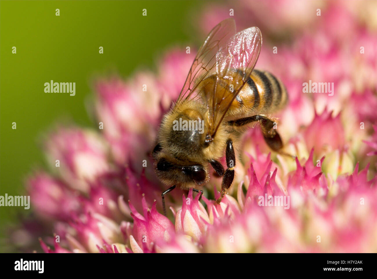 Honey Bee Apis mellifera nectaring on flowering sedum Stock Photo - Alamy
