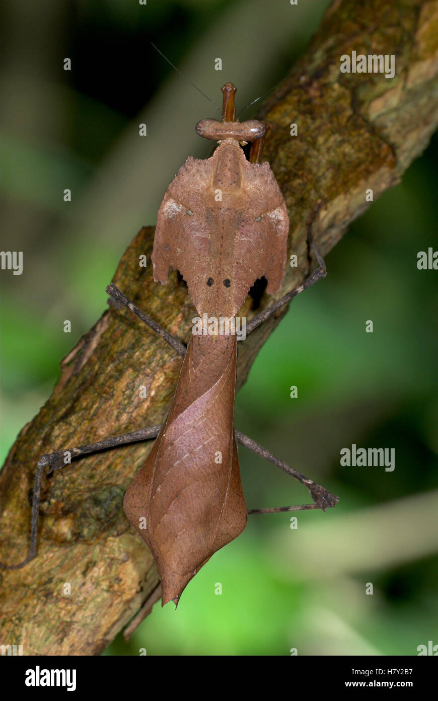 Camouflaged insects hi-res stock photography and images - Alamy