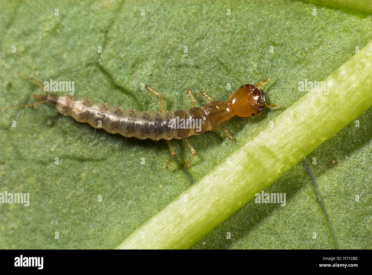 Dipluran hi-res stock photography and images - Alamy