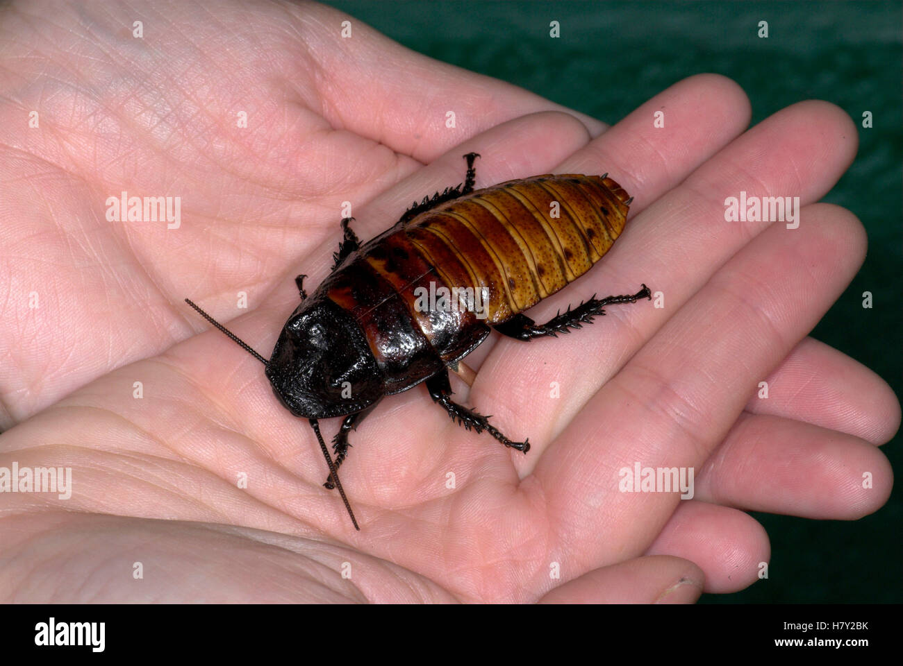 Hissing Cockroach Gromphadorrhina portentosa Madagascar on persons hand ...