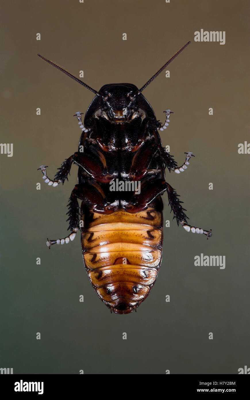 Cockroach underside hi-res stock photography and images - Alamy