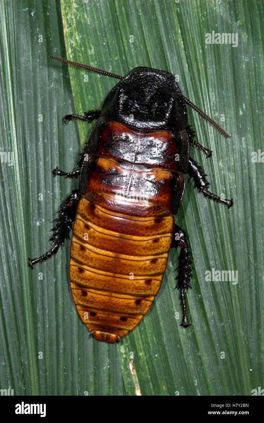 Cockroach (Periplaneta Americana) Classification,, 48% OFF