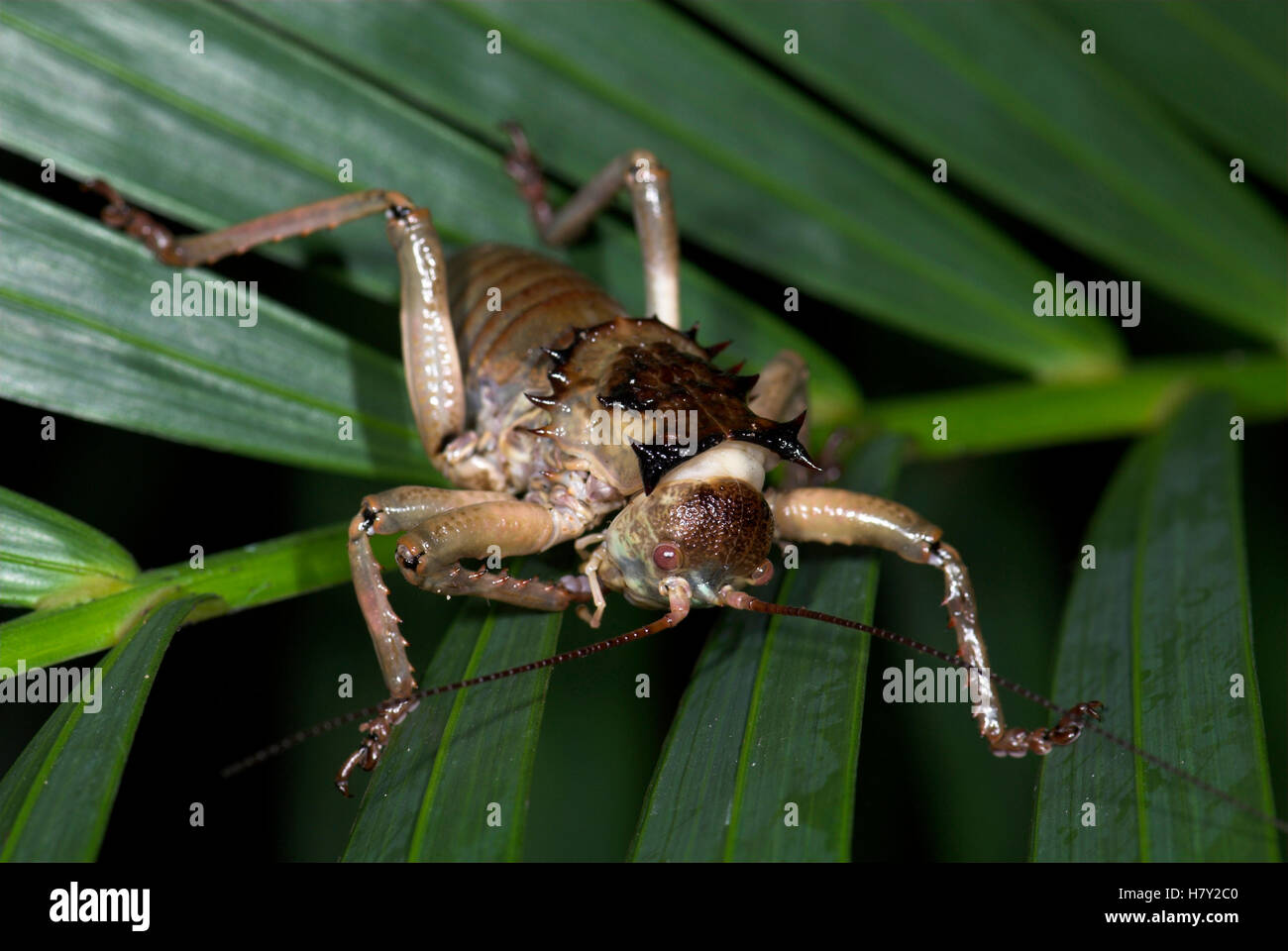 Armoured Ground Cricket Acantholpus discoidalis spiny on leaf Stock ...
