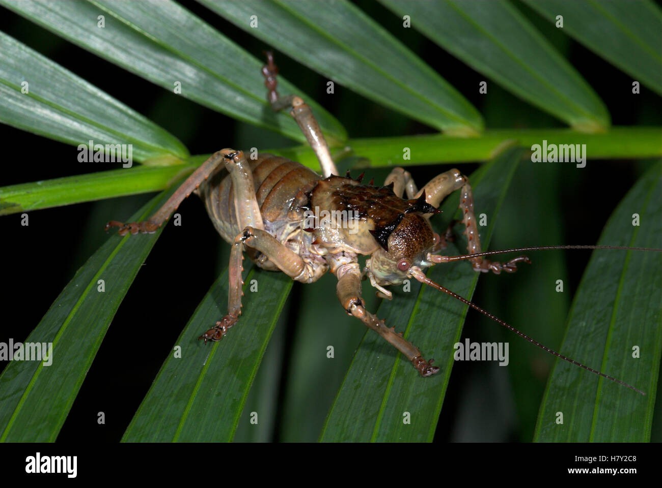 Armoured Ground Cricket Acantholpus discoidalis spiny on leaf Stock ...