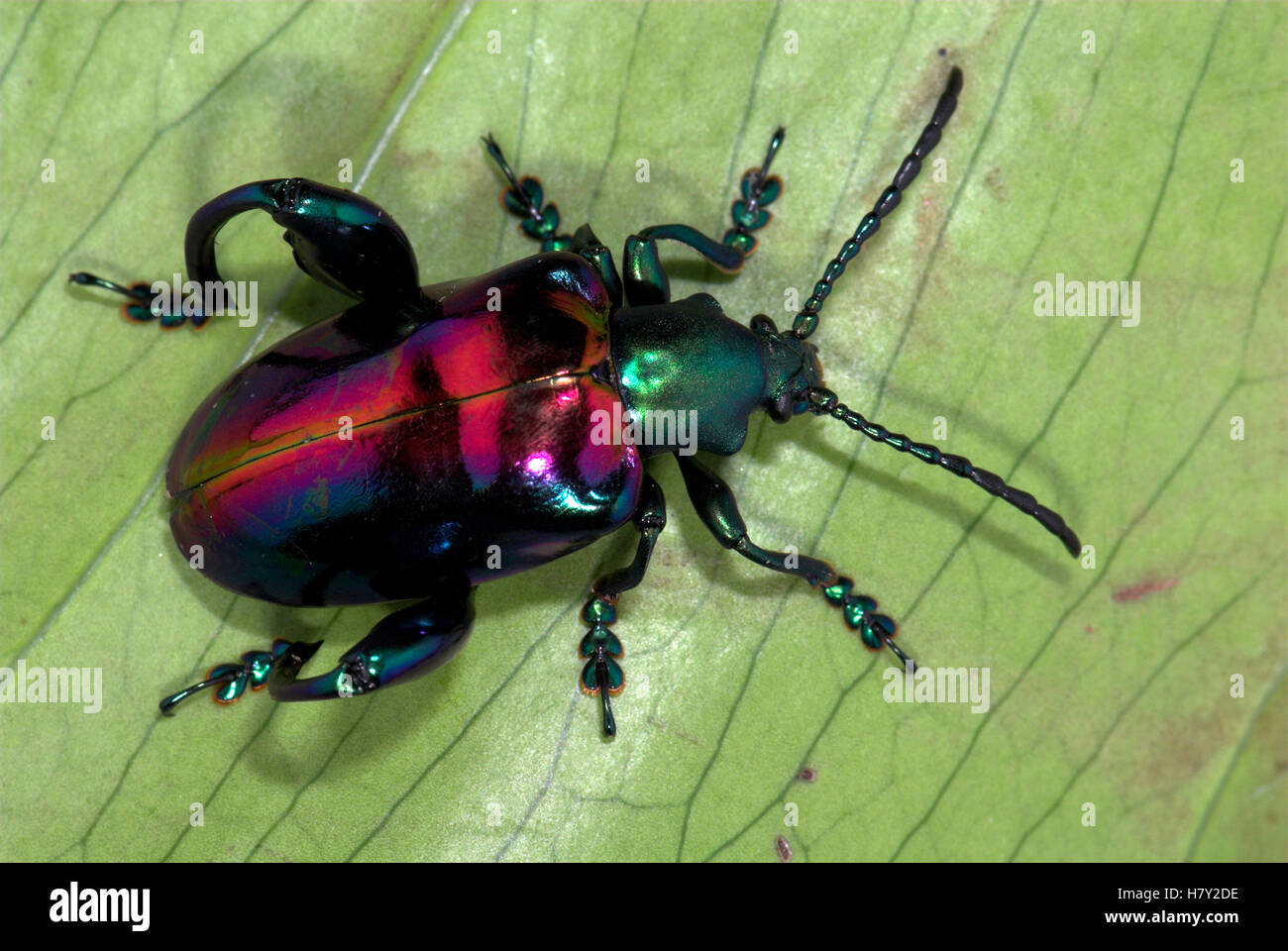 Frog Beetle Sagara sp. SE Asia green purple Stock Photo - Alamy