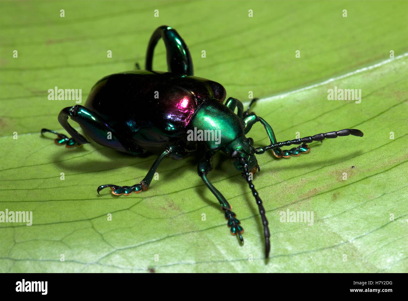 Frog Beetle Sagara sp. SE Asia green purple Stock Photo - Alamy
