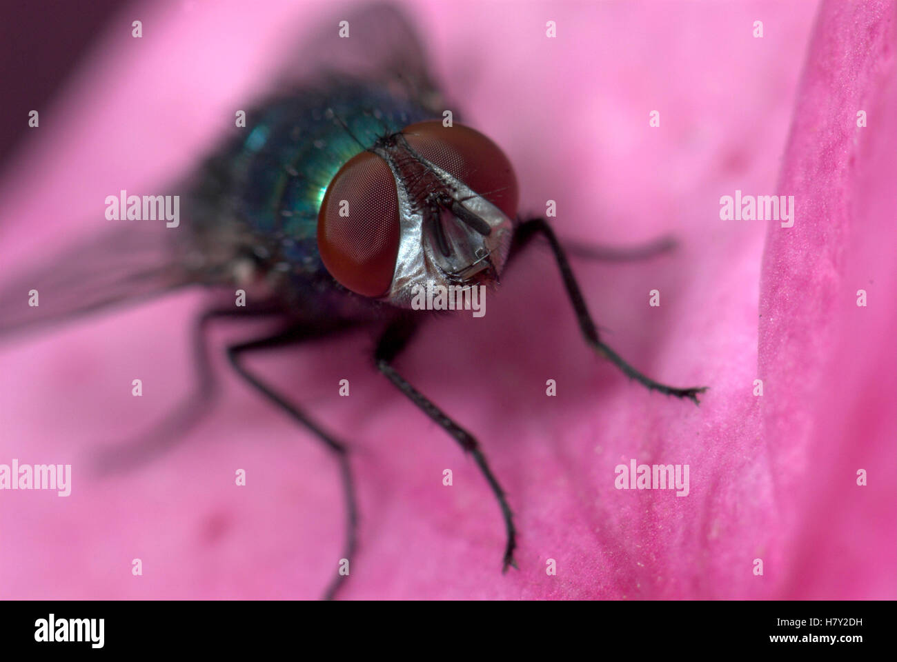 Greenbottle Fly Lucilia caesar on pink flower close Stock Photo - Alamy