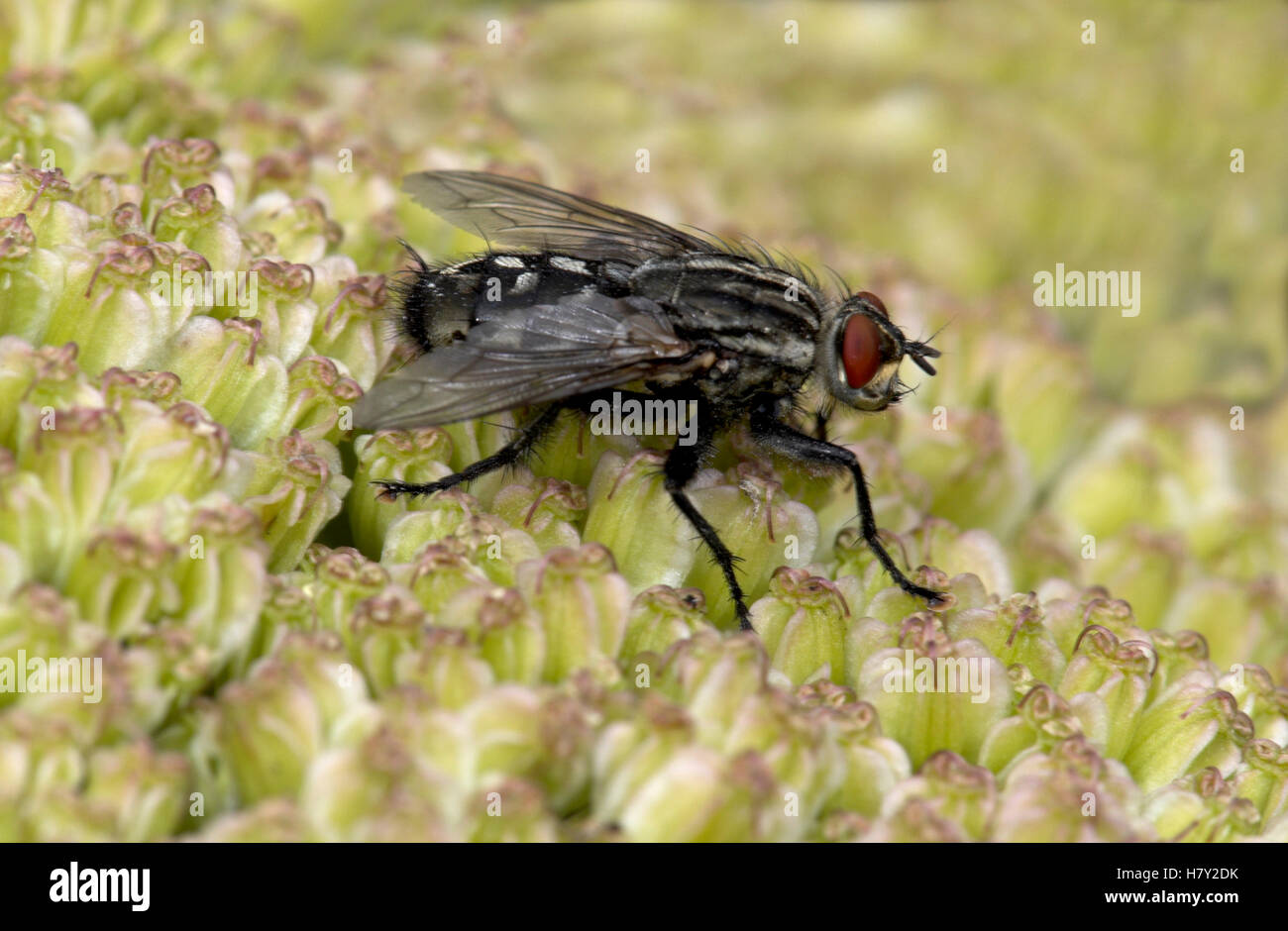 Flesh Fly Sarcophaga carnaria close up macro Stock Photo - Alamy