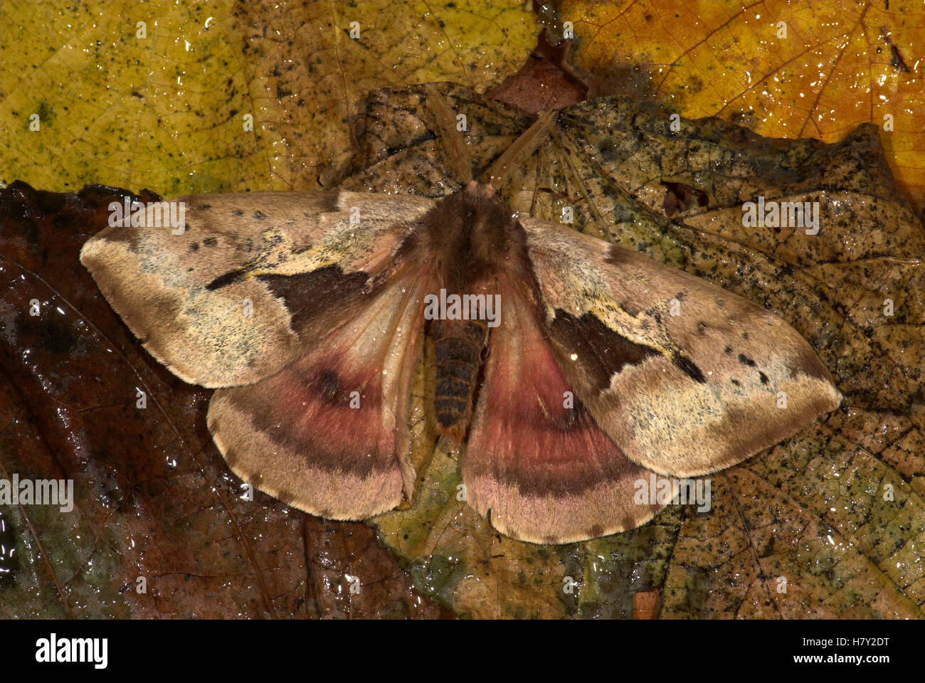 Moth Copaxa decrescens on leaf litter rainforest jungle Stock Photo - Alamy