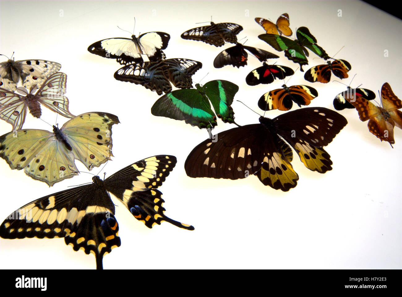 Various set pinned specimen butterflies laid out on Stock Photo - Alamy