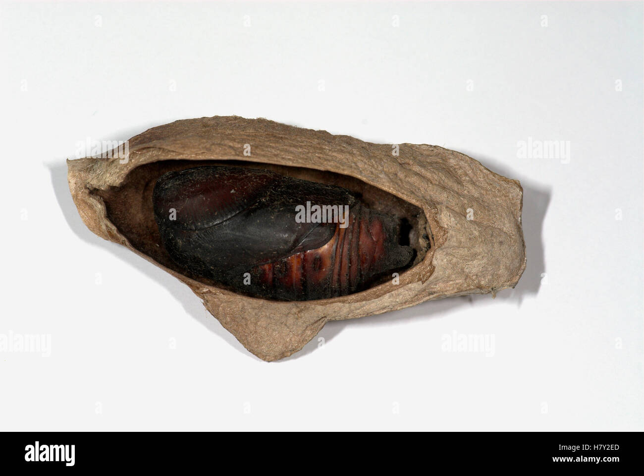 Atlas Moth Pupae inside Cocoon Cut open Attacus Stock Photo - Alamy