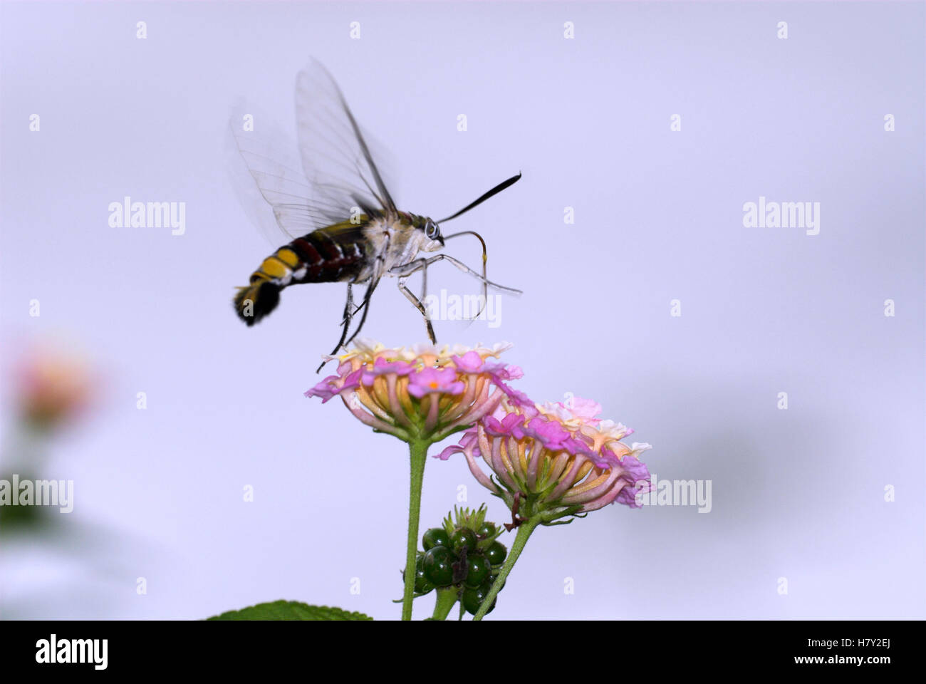 Hummingbird Hawk Moth hovering above flower with proboscis Stock Photo ...