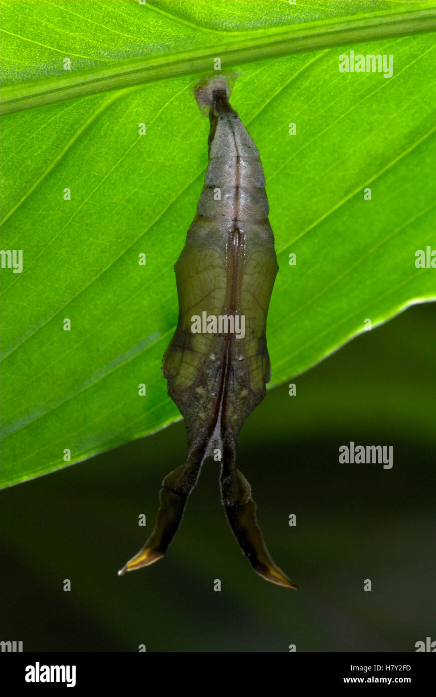 Blue Cracker Butterfly Pupae Hamadryas feronia chrysalis hanging Stock ...