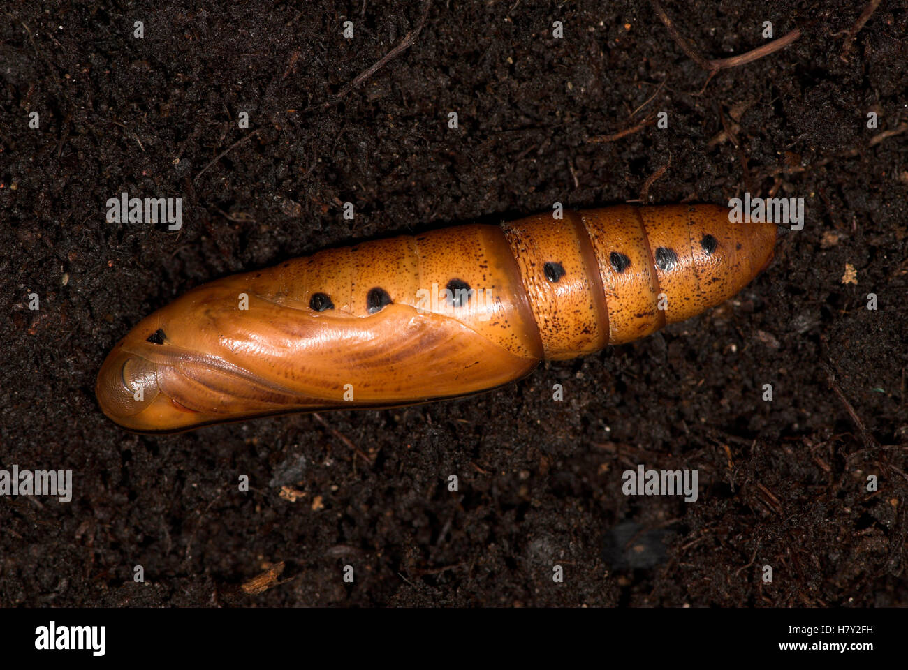 Moth pupae soil hi-res stock photography and images - Alamy