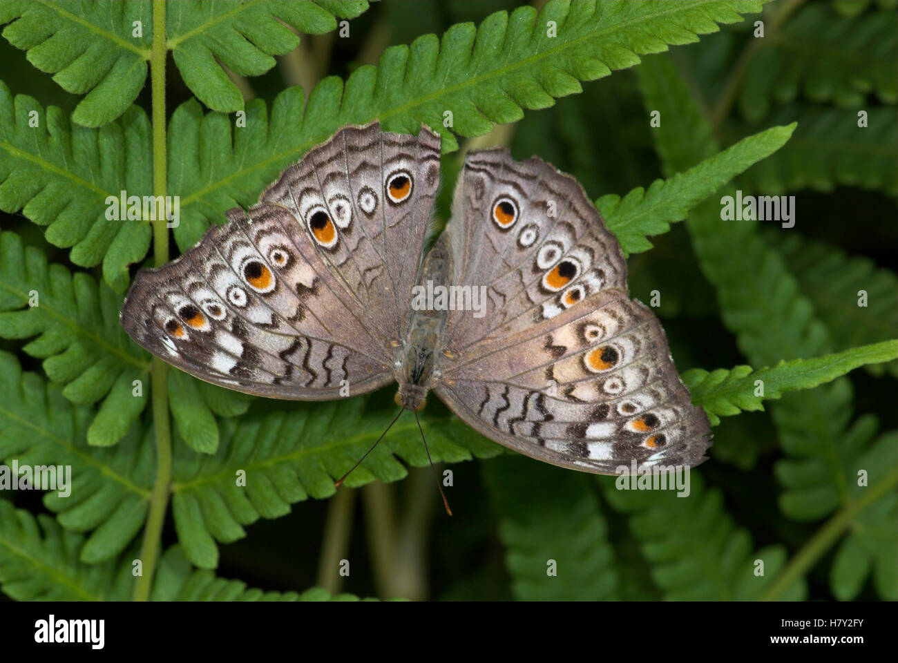 Grey Pansy Butterfly Precis atlites with wings open Stock Photo - Alamy