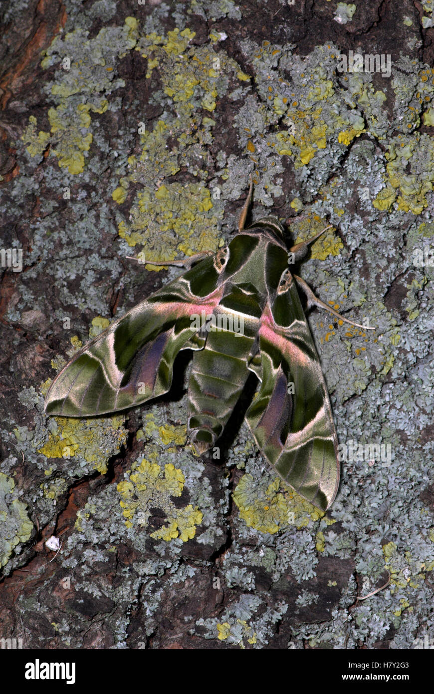 The oleander hawk moth hi-res stock photography and images - Alamy