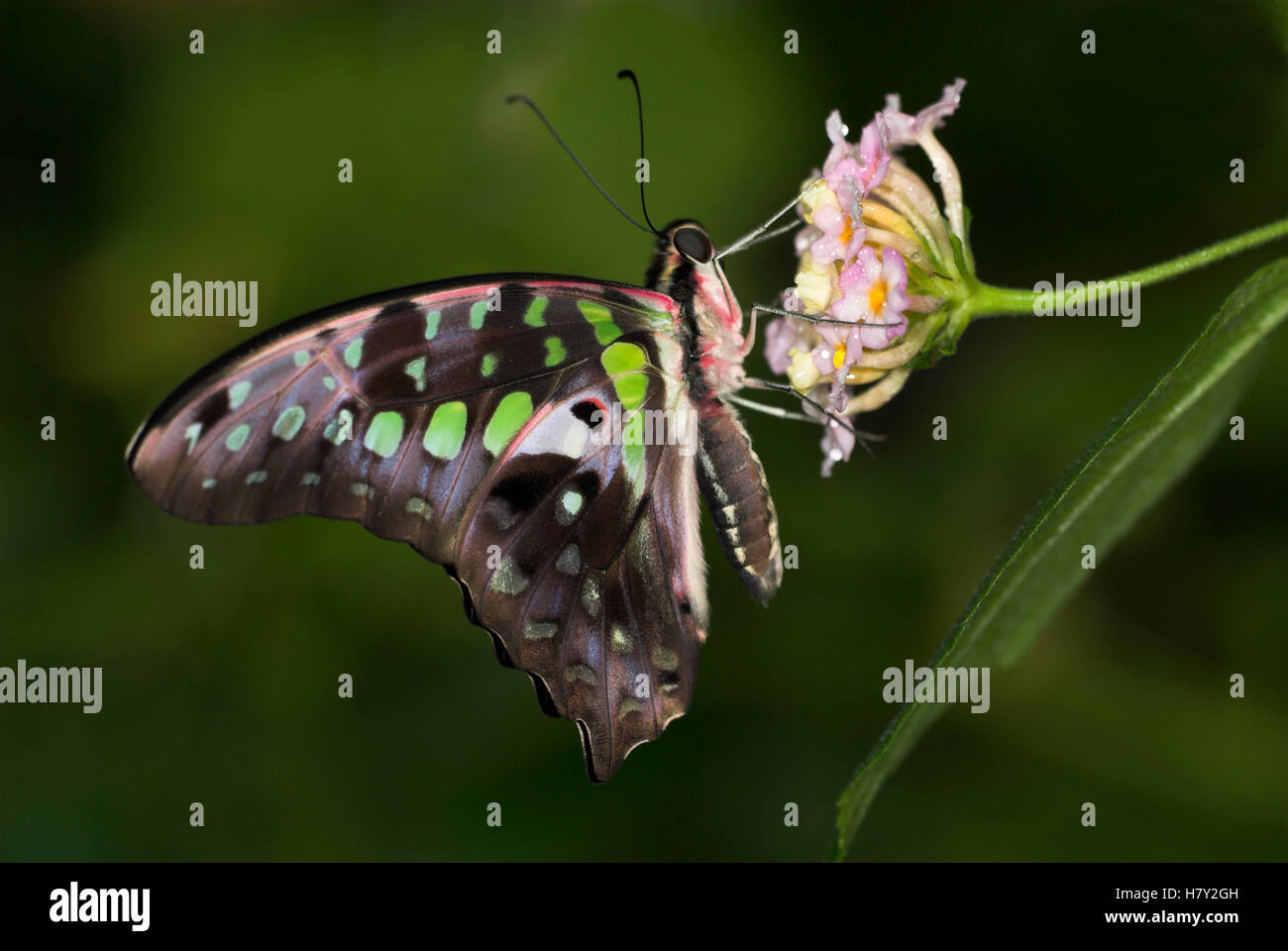 Tailed Jay Butterfly Graphium agamemnon native to India Stock Photo - Alamy