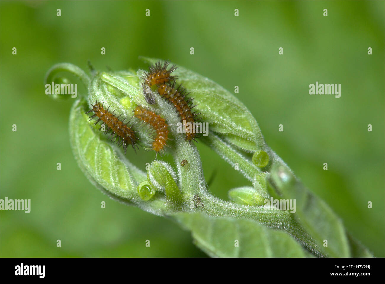 Young Butterfly Caterpillars Zebra Longwing Heliconius charithonia on ...
