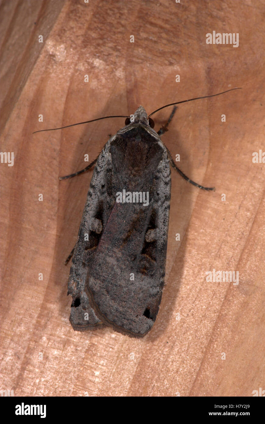 Large moth resting on hi-res stock photography and images - Alamy