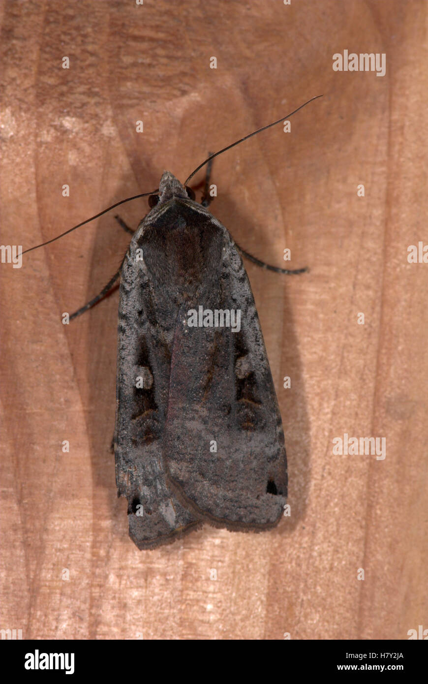 Large yellow underwing moth hi-res stock photography and images - Alamy