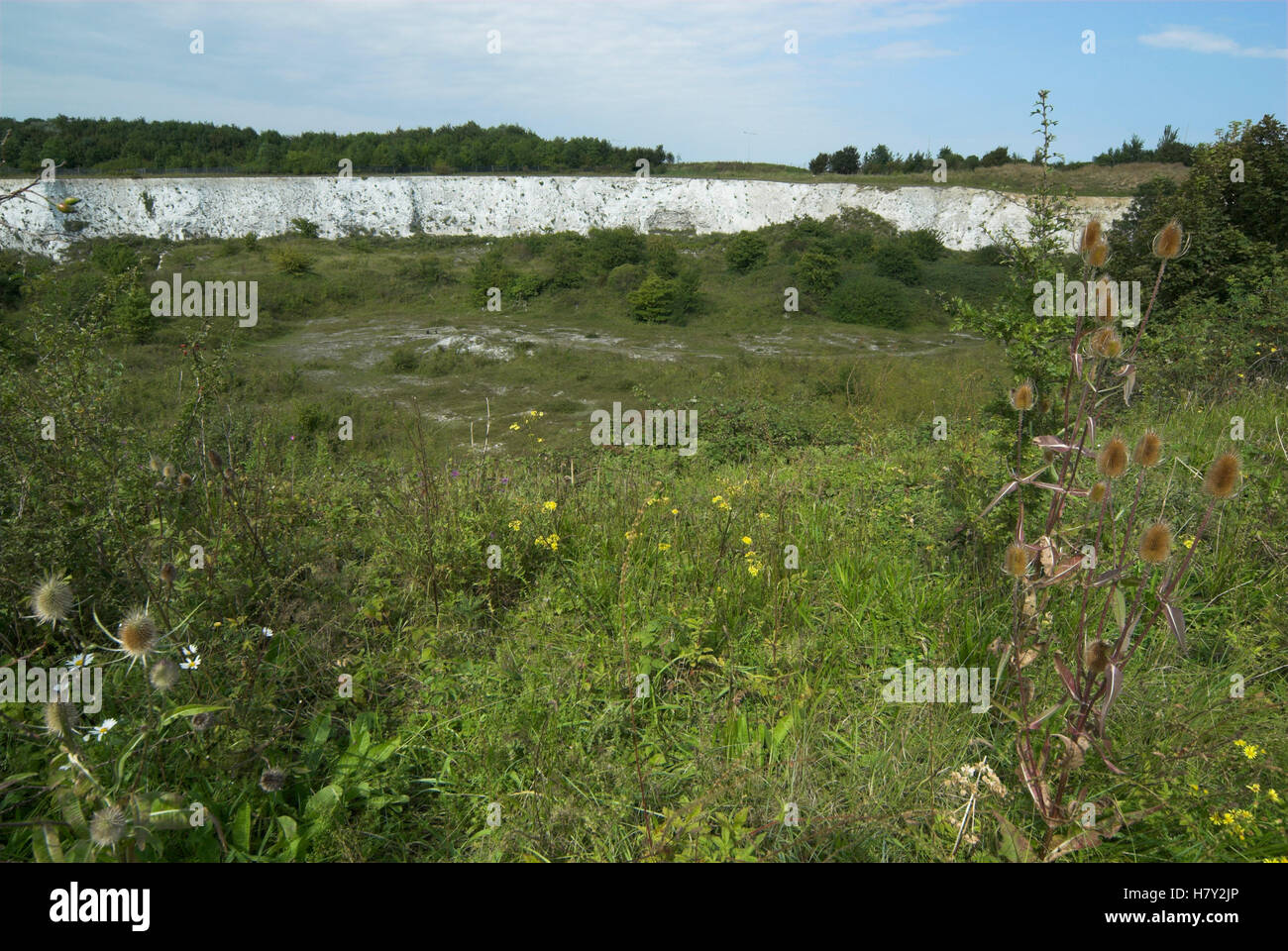 Monkton Nature Reserve Kent Wildlife Chalk Pit Butterfy Stock Photo - Alamy