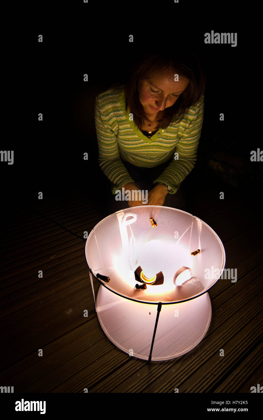 Moth trap night hi-res stock photography and images - Alamy