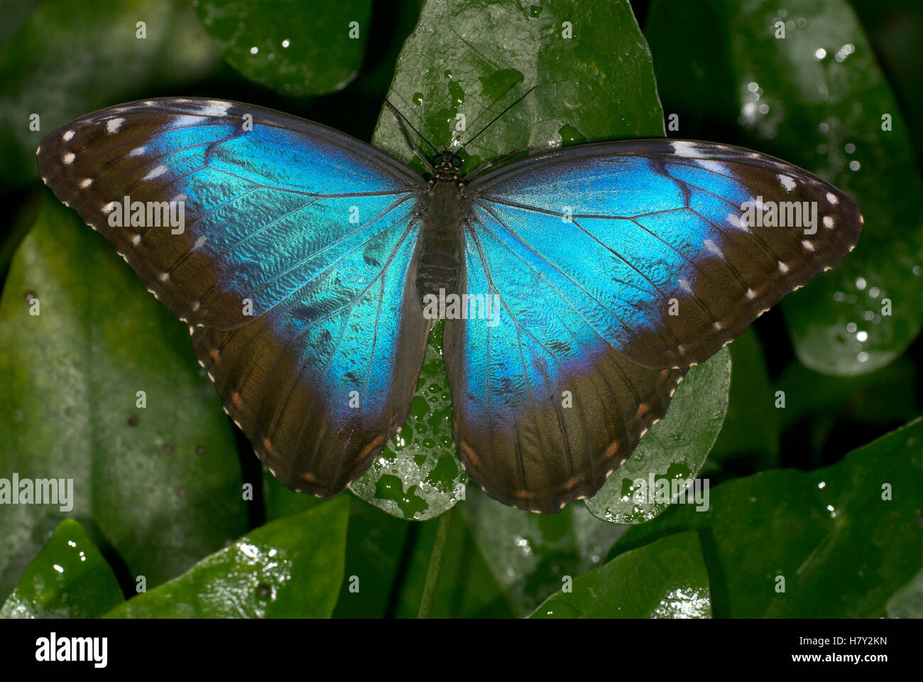 Blue Morpho Butterfly Morpho peleides resting on leaf Stock Photo - Alamy