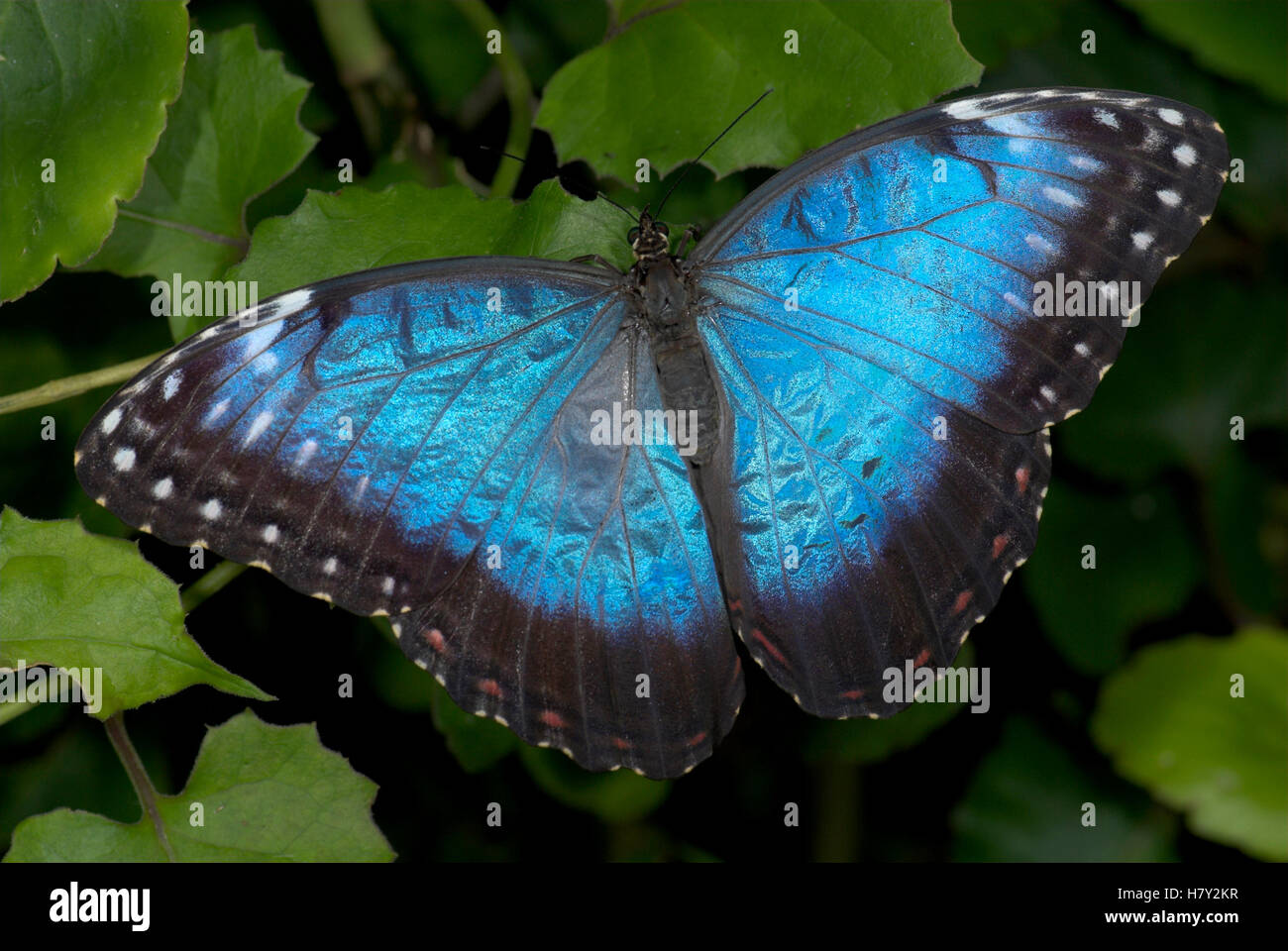 Blue Morpho Butterfly Morpho peleides resting on leaf Stock Photo - Alamy