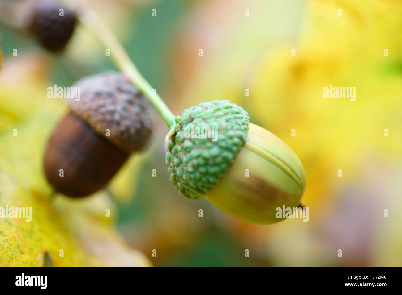 Acorns oak tree hi-res stock photography and images - Alamy